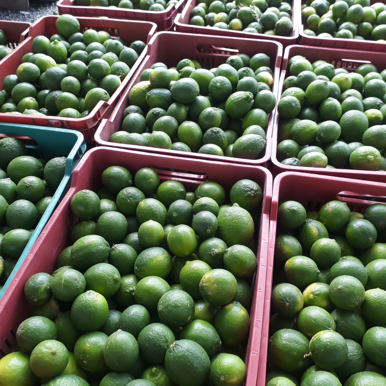 Limón Persa en GPAG ORGANICOS SRL DE CV de México - ppfam.com
